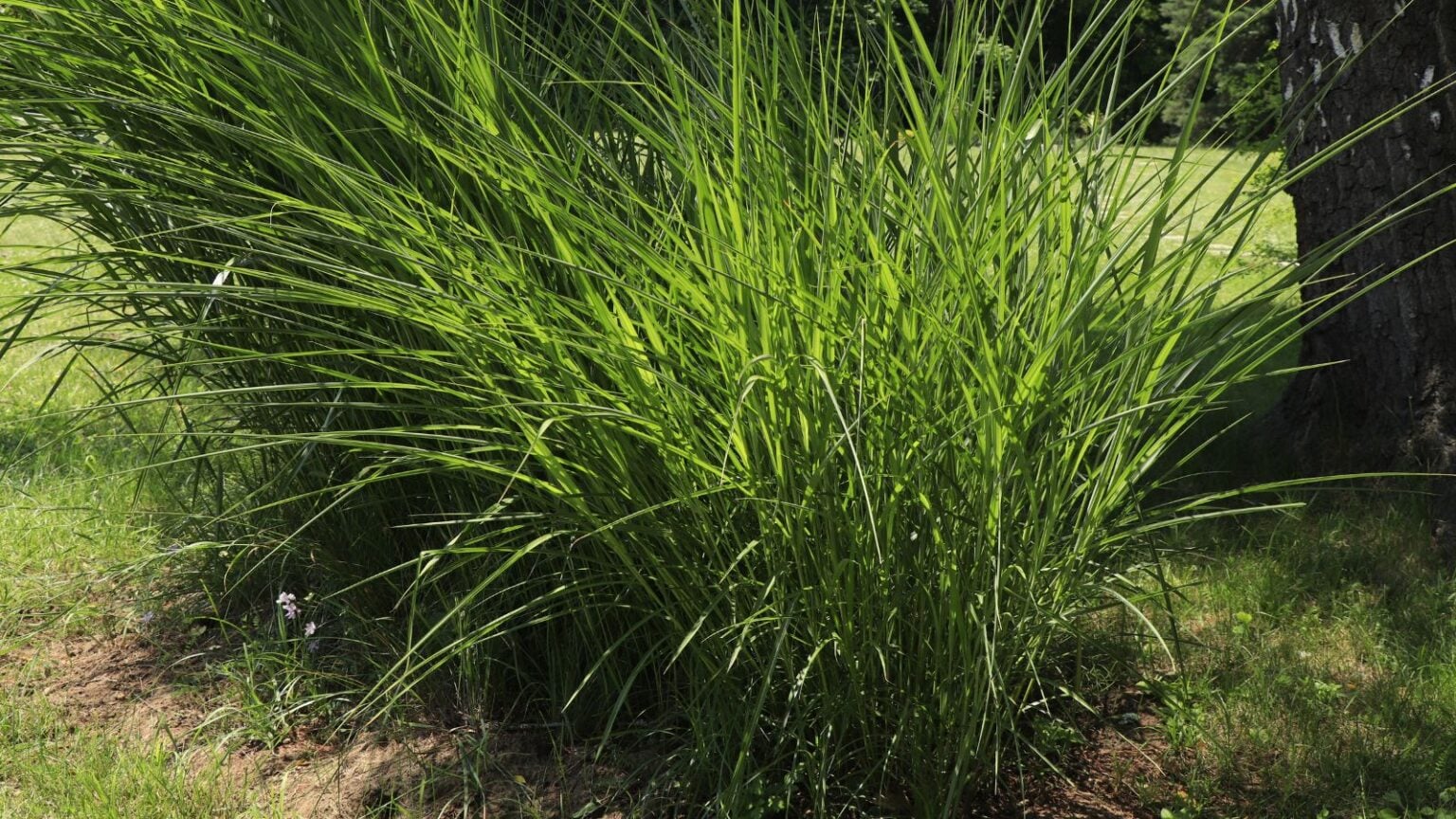 How to Plant, Grow, and Care for Maiden Grass
