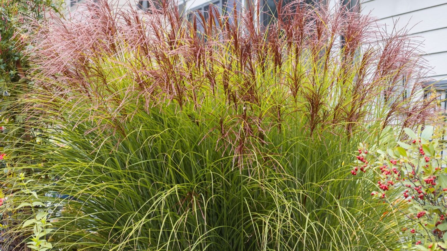 How to Plant, Grow, and Care for Maiden Grass