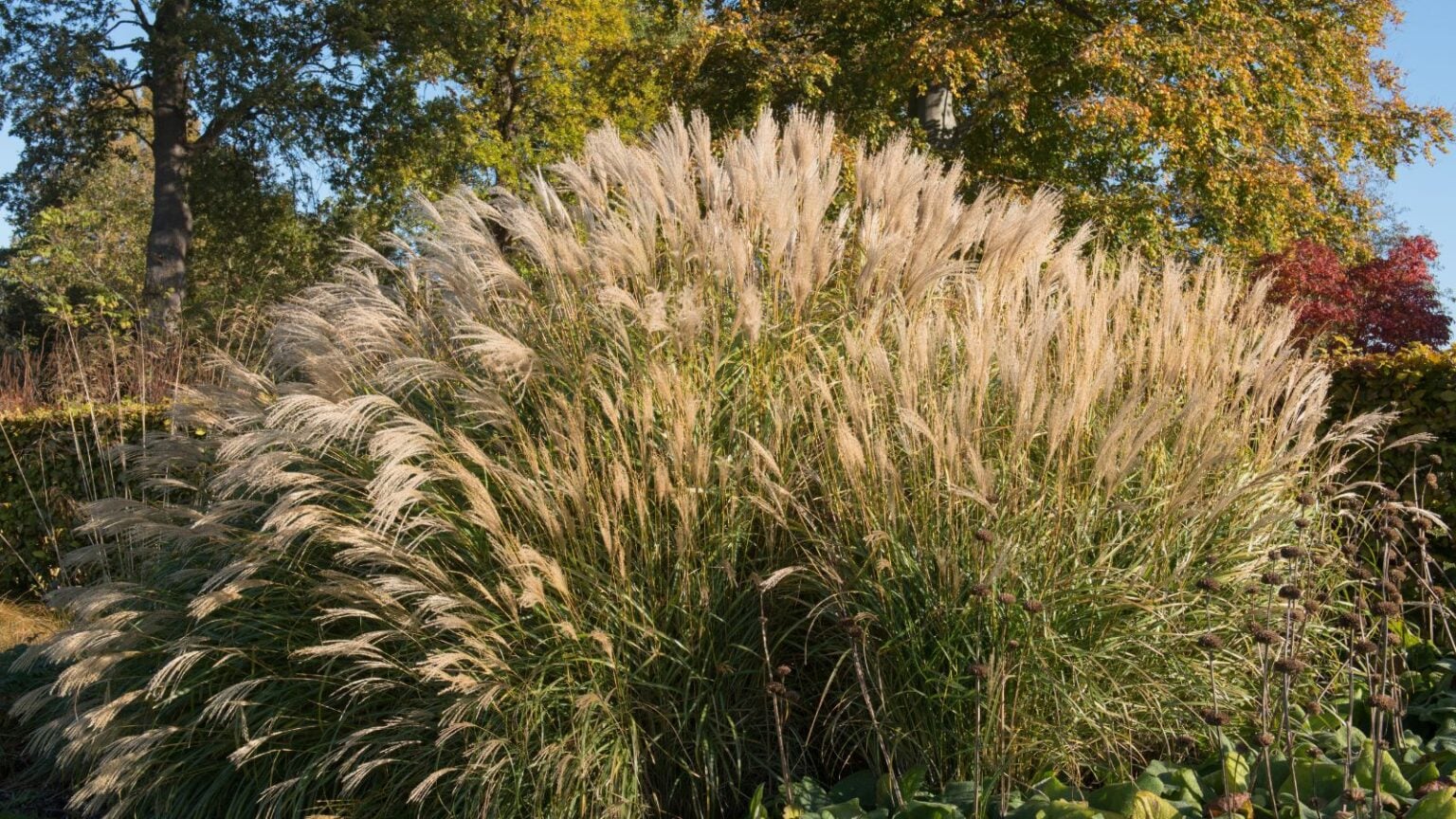 How To Plant Grow And Care For Maiden Grass