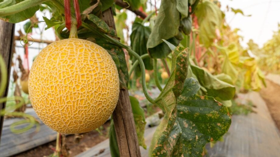 7 Ideas for Growing Melons on a Trellis