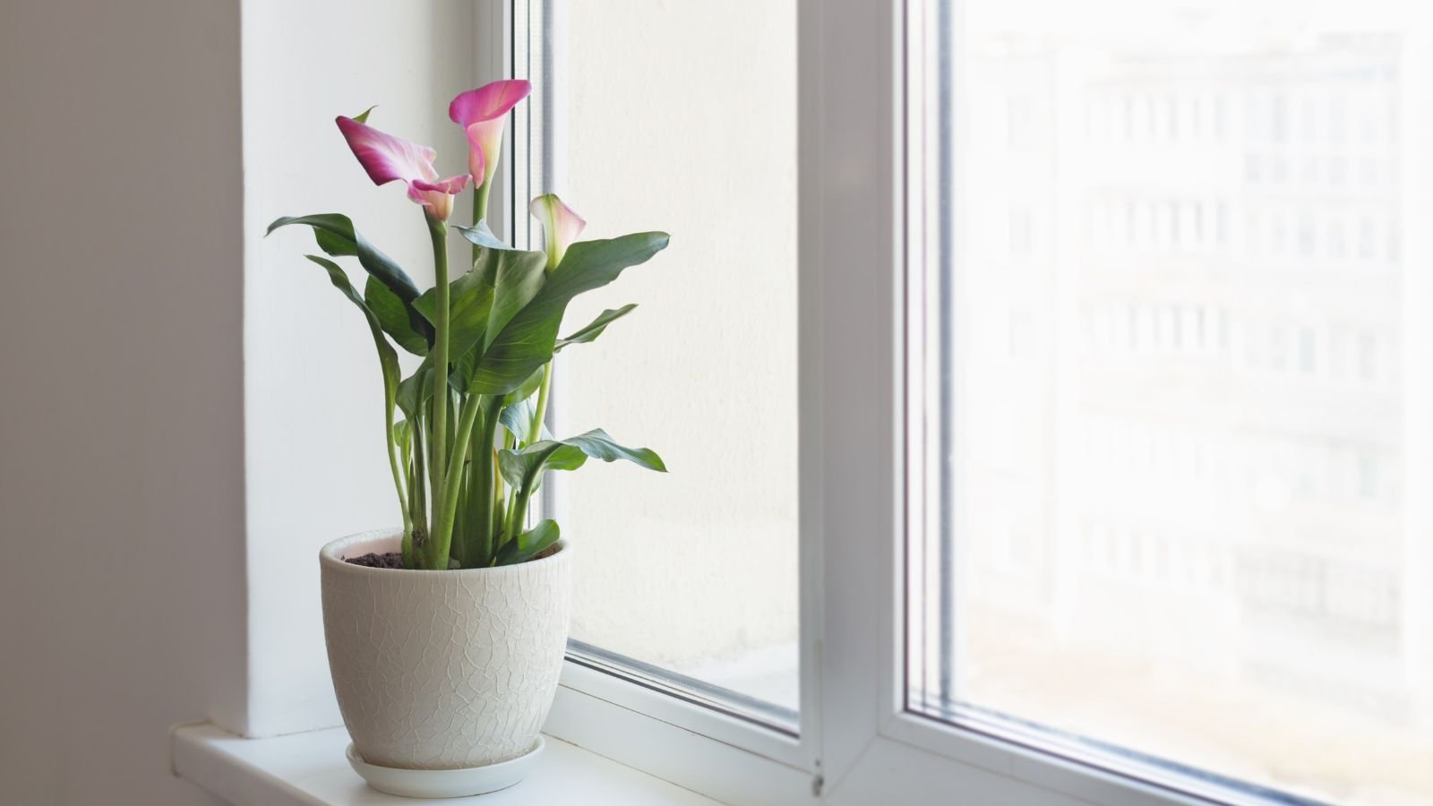 7 Care Tips for Potted Calla Lilies