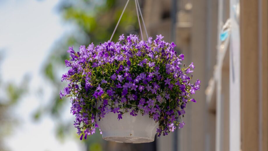 How to Plant, Grow, and Care for Campanula (Bellflowers)