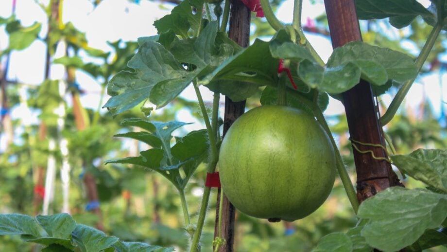 7 Ideas for Growing Melons on a Trellis