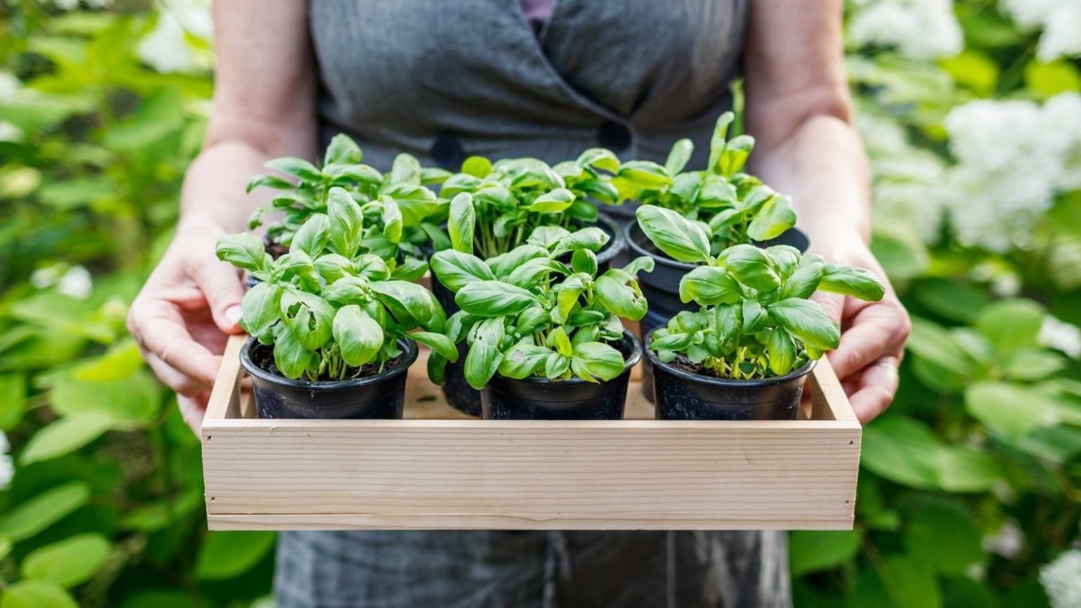 How to Grow an Indoor Herb Bar Under Lights