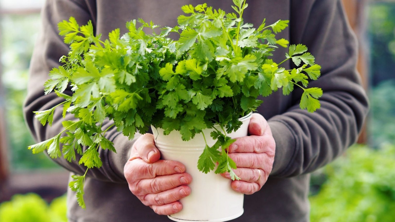 7 Tricks to Keep Your Cilantro Plants Thriving all Summer
