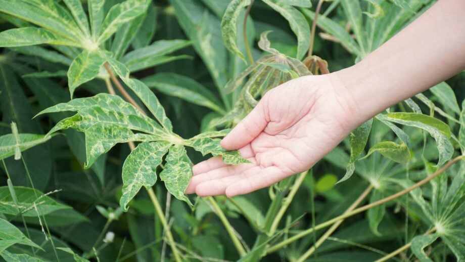 How to Plant, Grow, and Care for Cassava