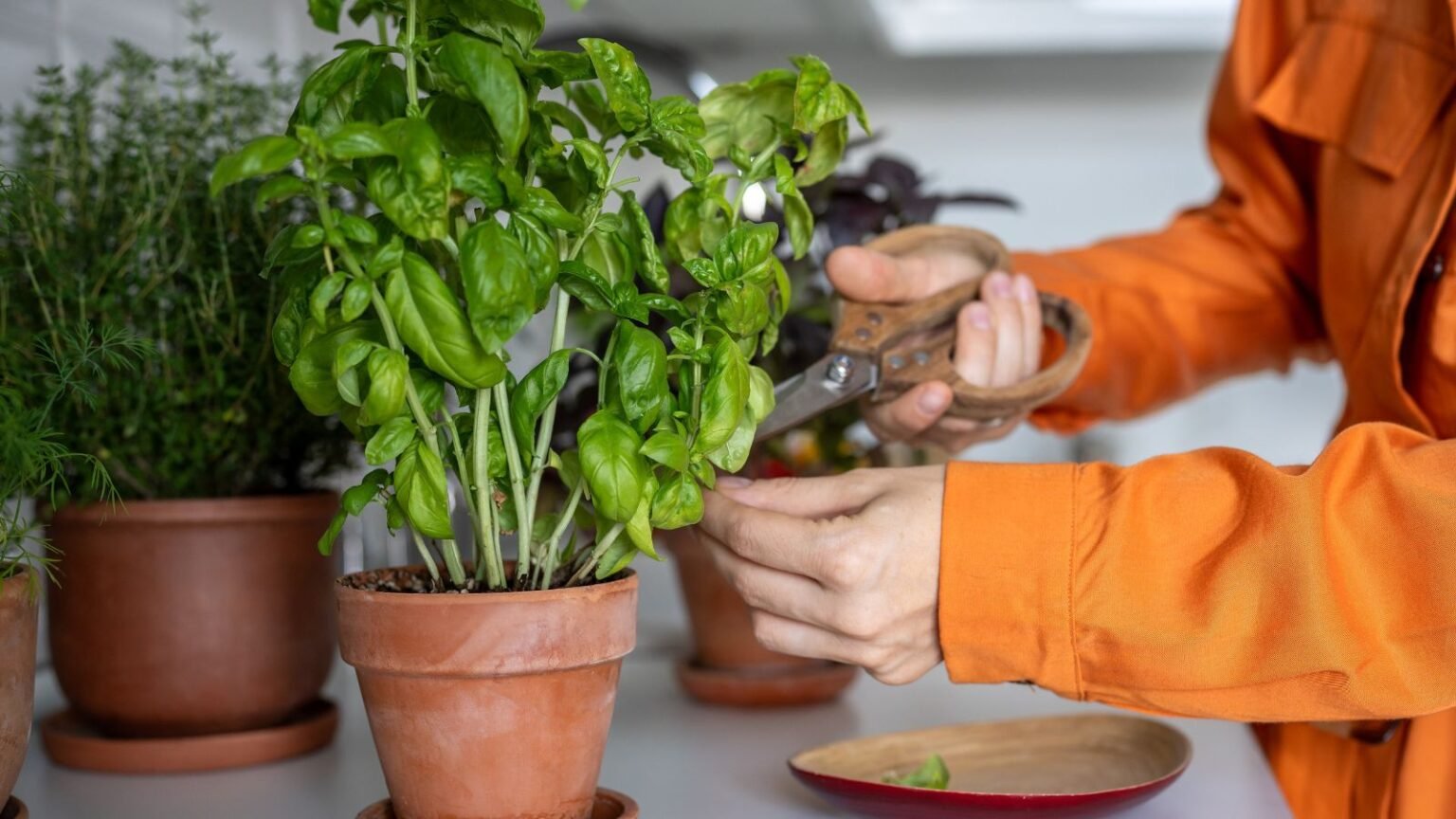7 Reasons Your Basil is Dying and How to Fix It
