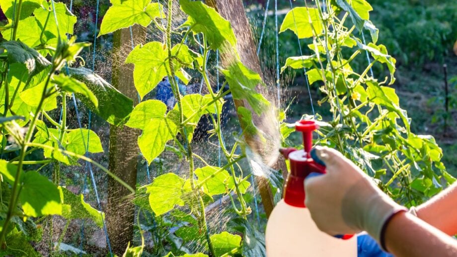 What's Eating My Cucumbers? Cucumber Pest Control