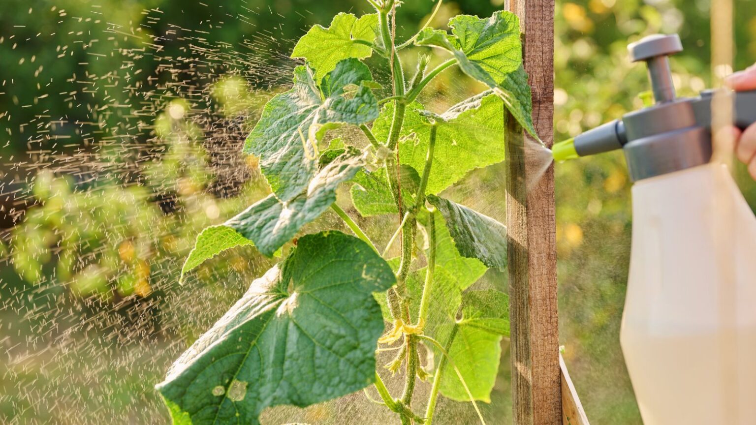 What's Eating My Cucumbers? Cucumber Pest Control