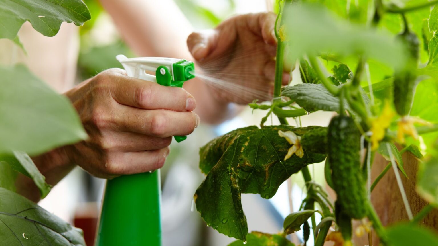 What's Eating My Cucumbers? Cucumber Pest Control