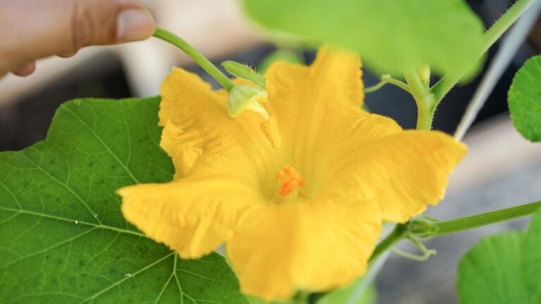 9 Tips for Growing Pumpkins in Pots and Containers