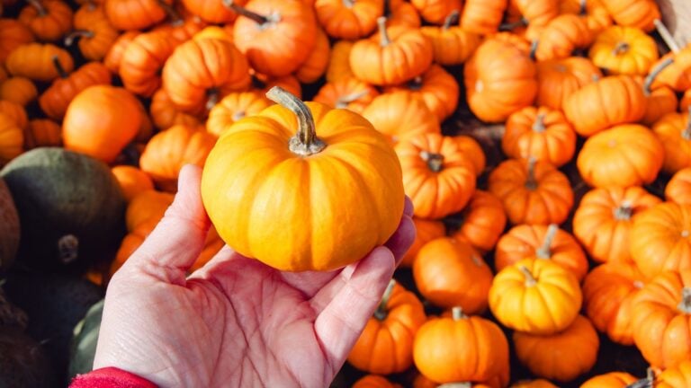 9 Tips for Growing Pumpkins in Pots and Containers