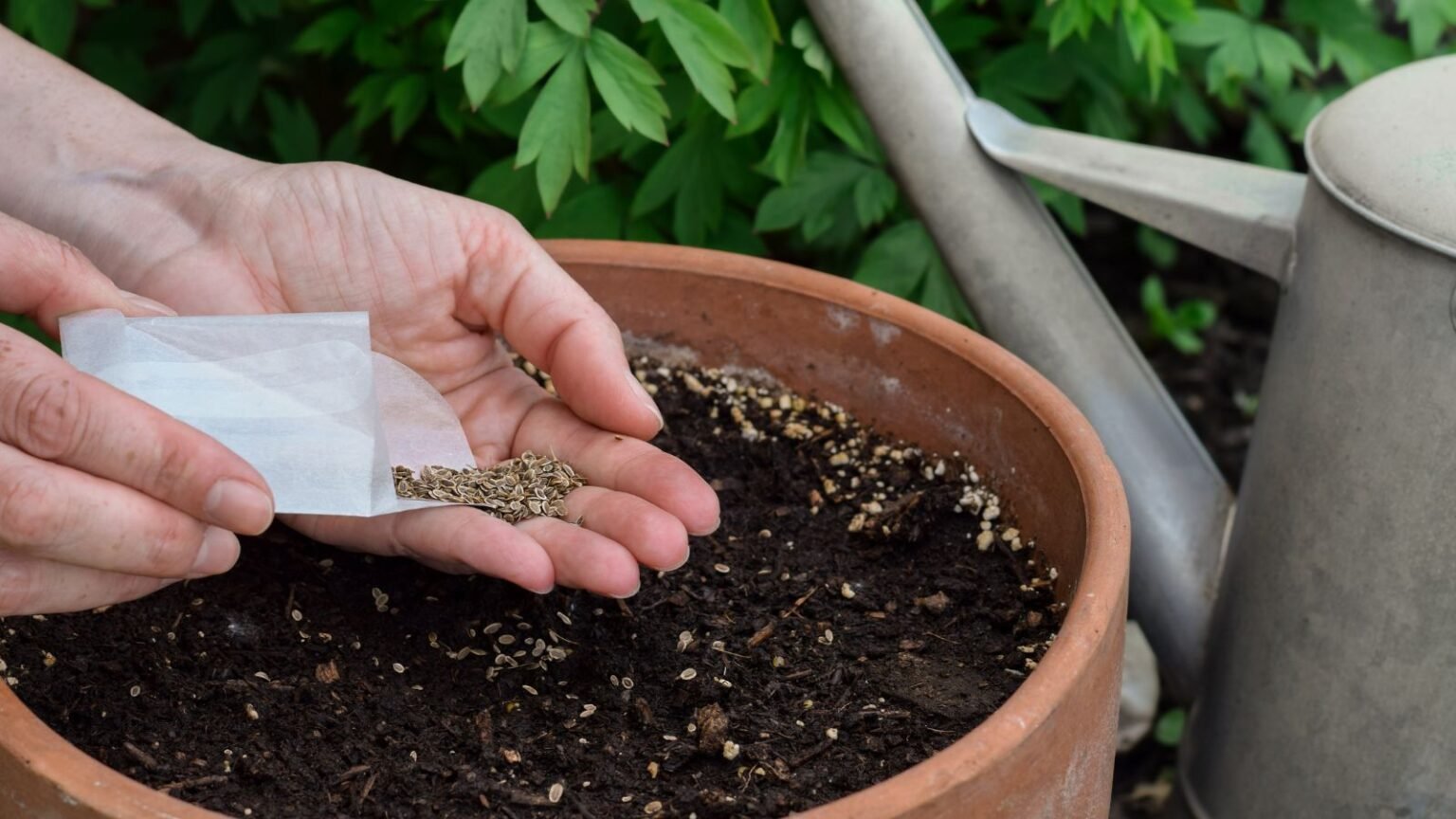 How to Grow Dill in Pots and Containers