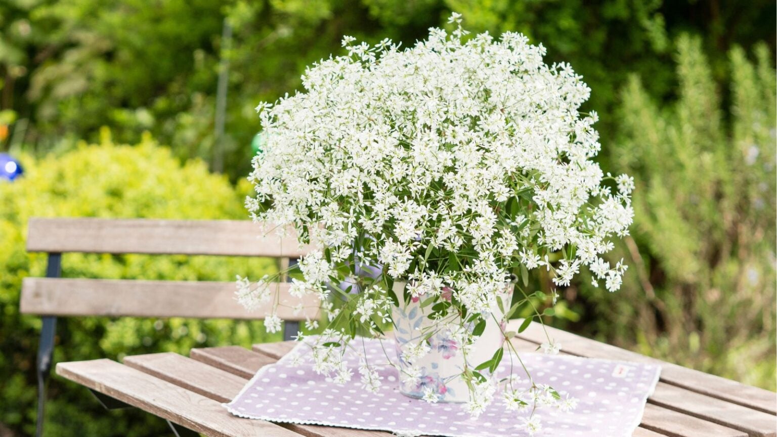 How to Plant, Grow, and Care for Diamond Frost® Euphorbia