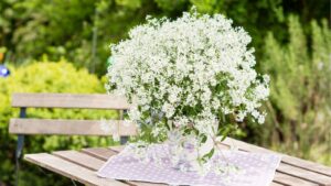 How to Plant, Grow, and Care for Diamond Frost® Euphorbia