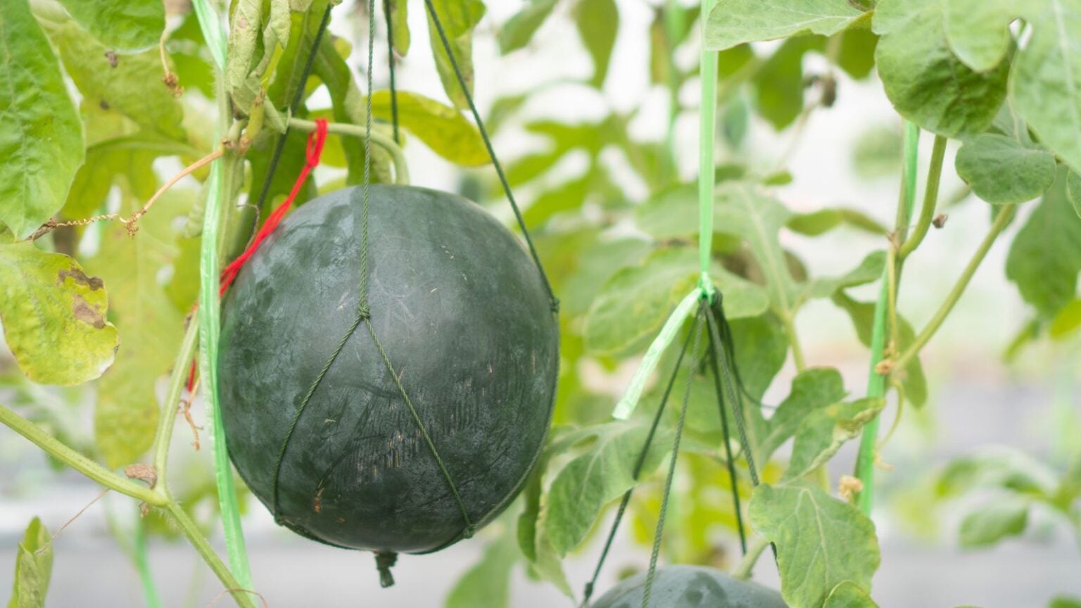 7 Ideas for Growing Melons on a Trellis