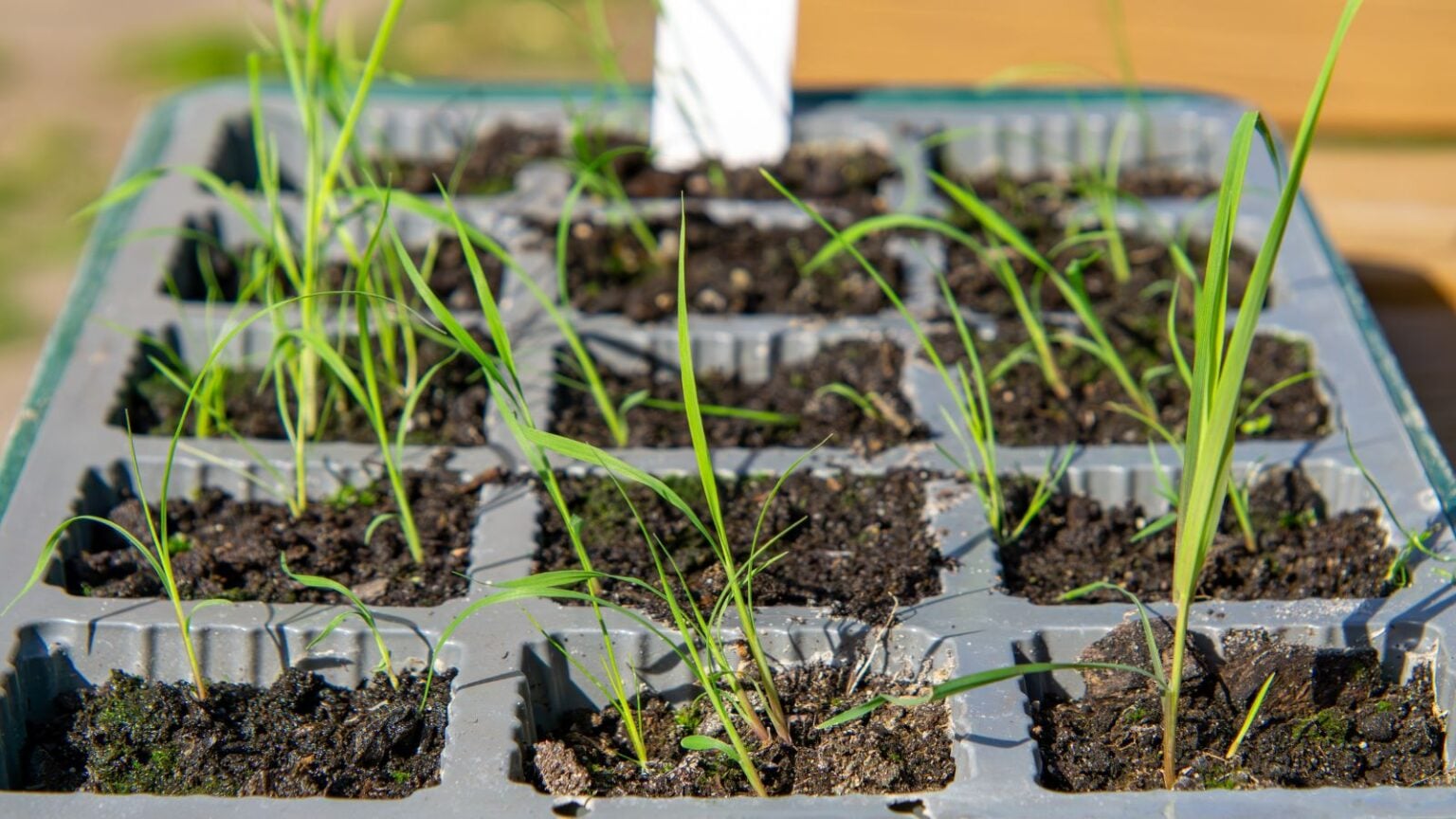 How to Plant, Grow, and Care for Maiden Grass