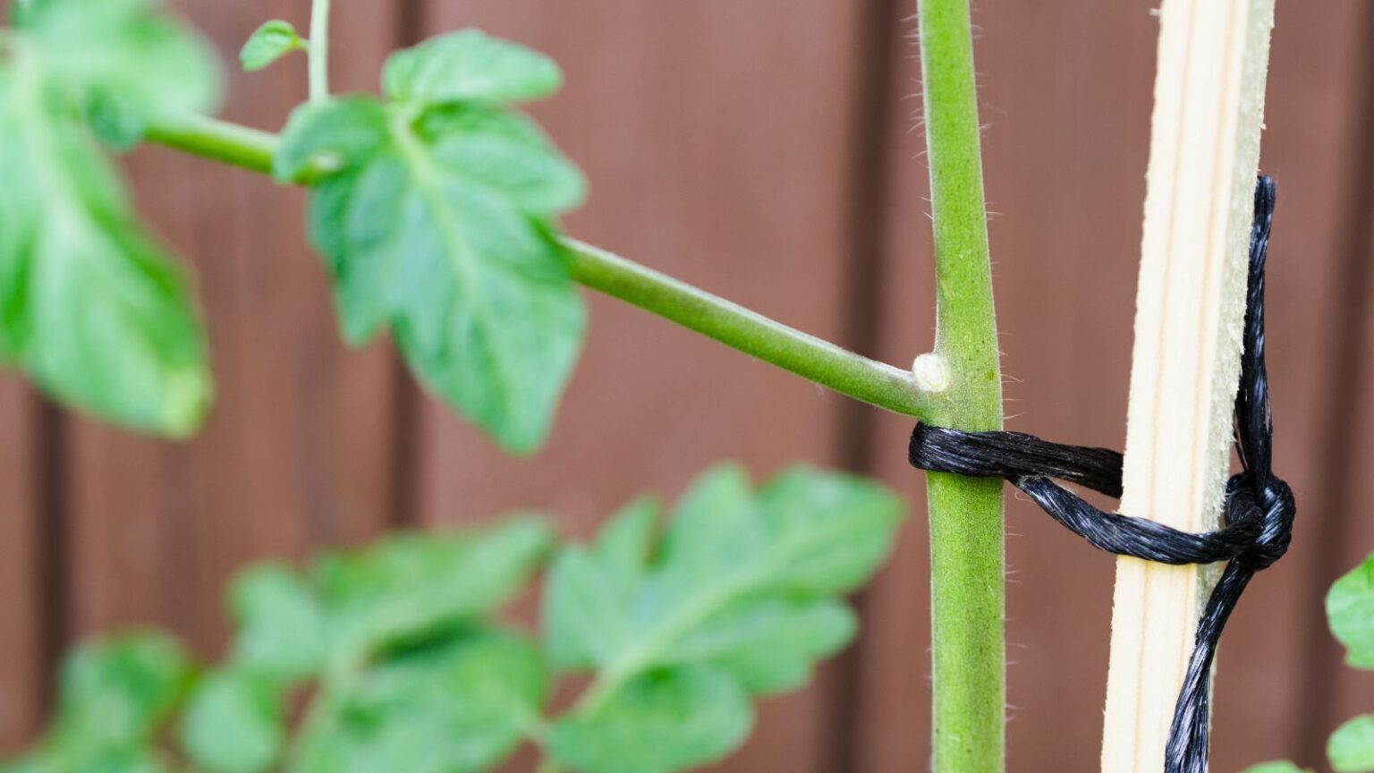 9 Ways to Grow Tomatoes Vertically: DIY Solutions