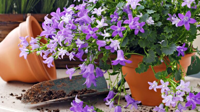 How to Plant, Grow, and Care for Campanula (Bellflowers)