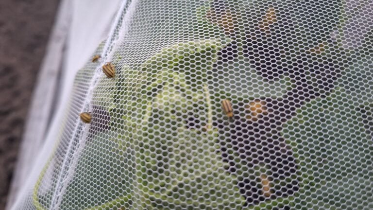 What's Eating My Cucumbers? Cucumber Pest Control