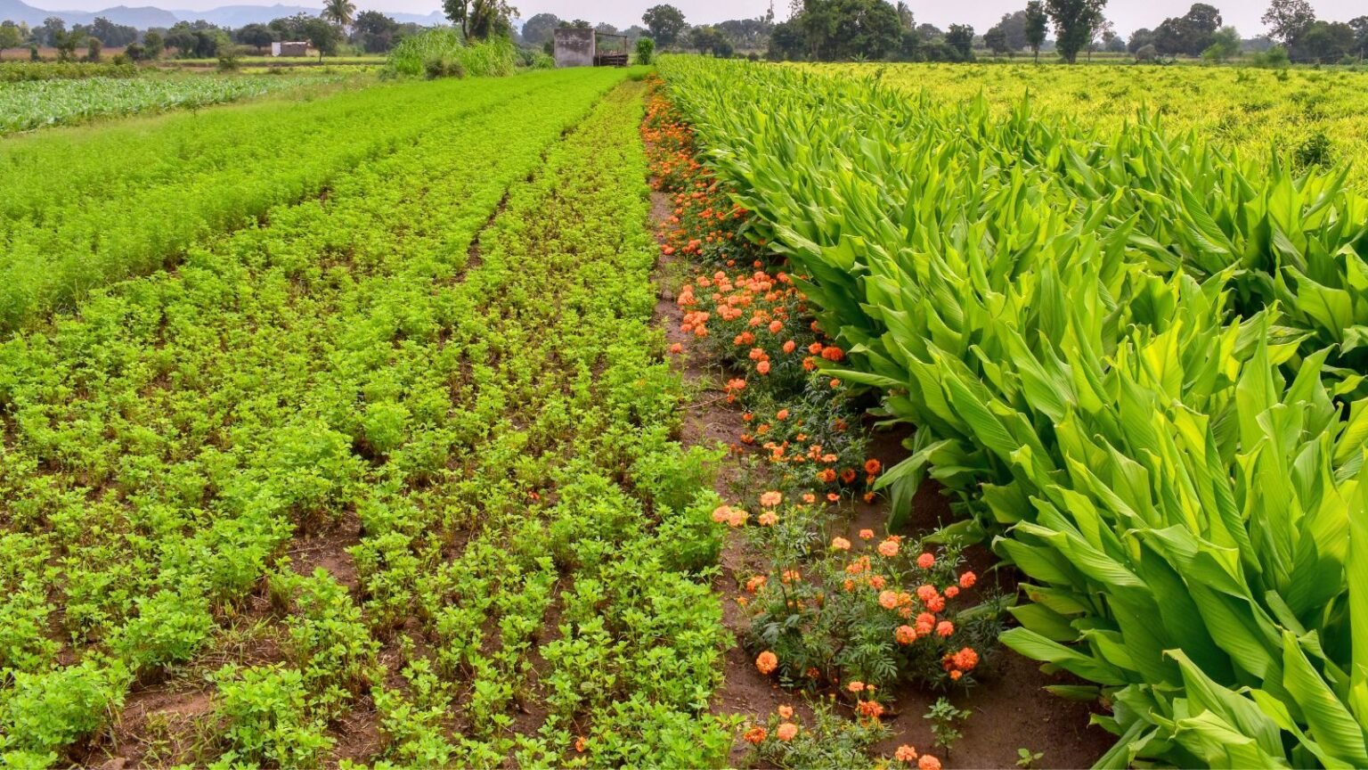 7 Vegetable Succession Planting Tips: Timing and Varieties