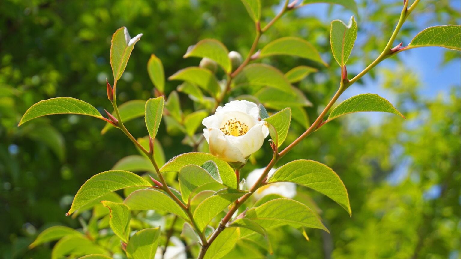How to Plant, Grow, and Care For Japanese Stewartia