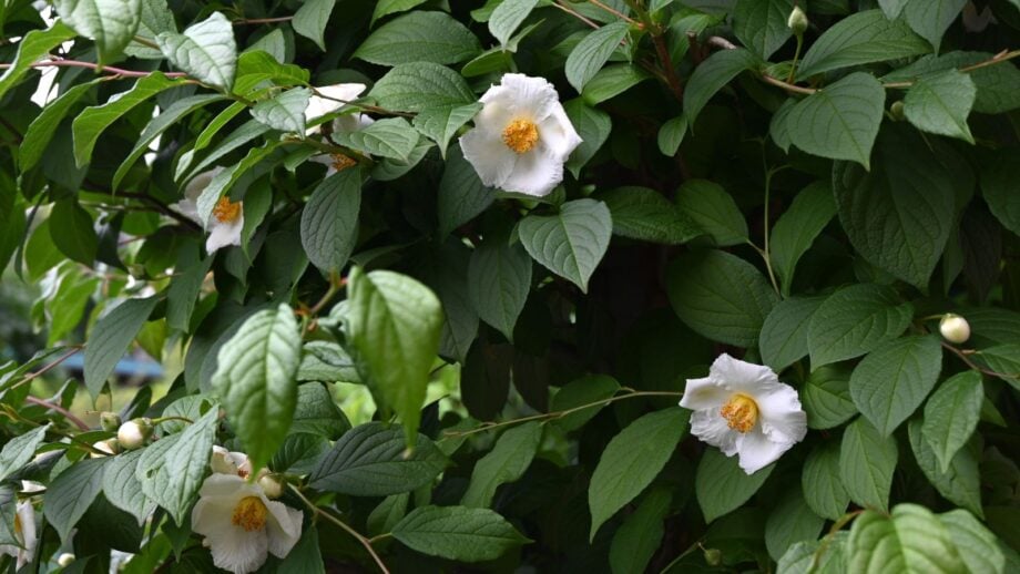 How to Plant, Grow, and Care For Japanese Stewartia