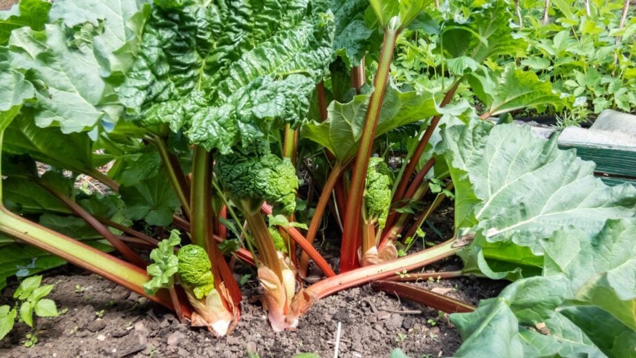 Where to Plant Rhubarb: Soil and Light Requirements