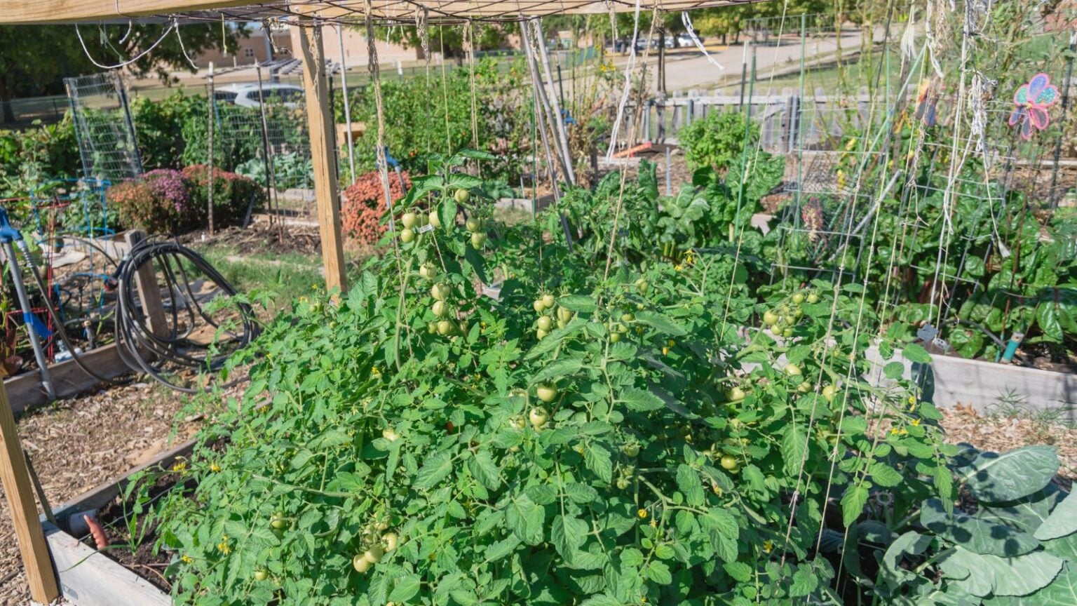 9 Ways to Grow Tomatoes Vertically: DIY Solutions