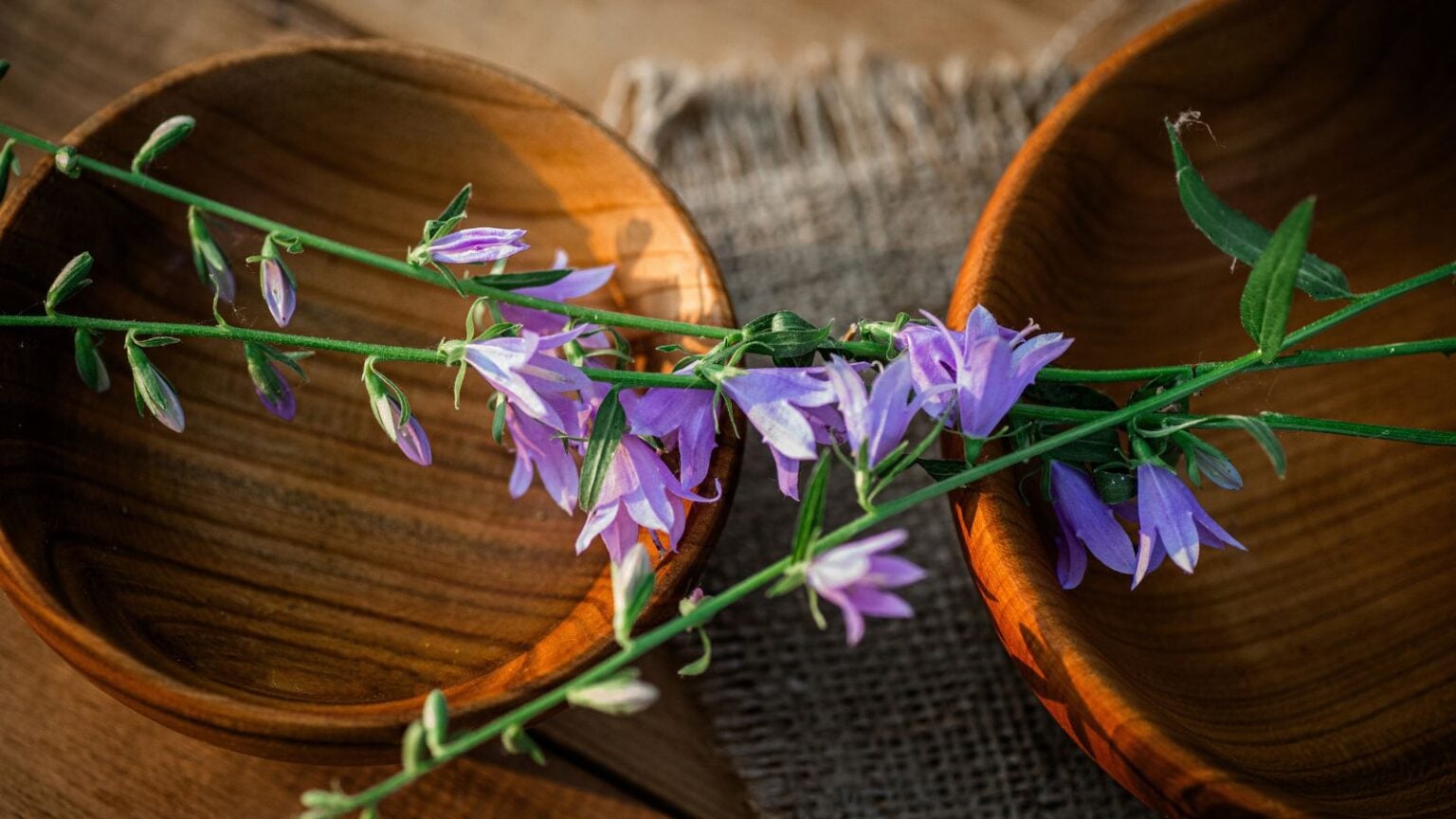 How to Plant, Grow, and Care for Campanula (Bellflowers)