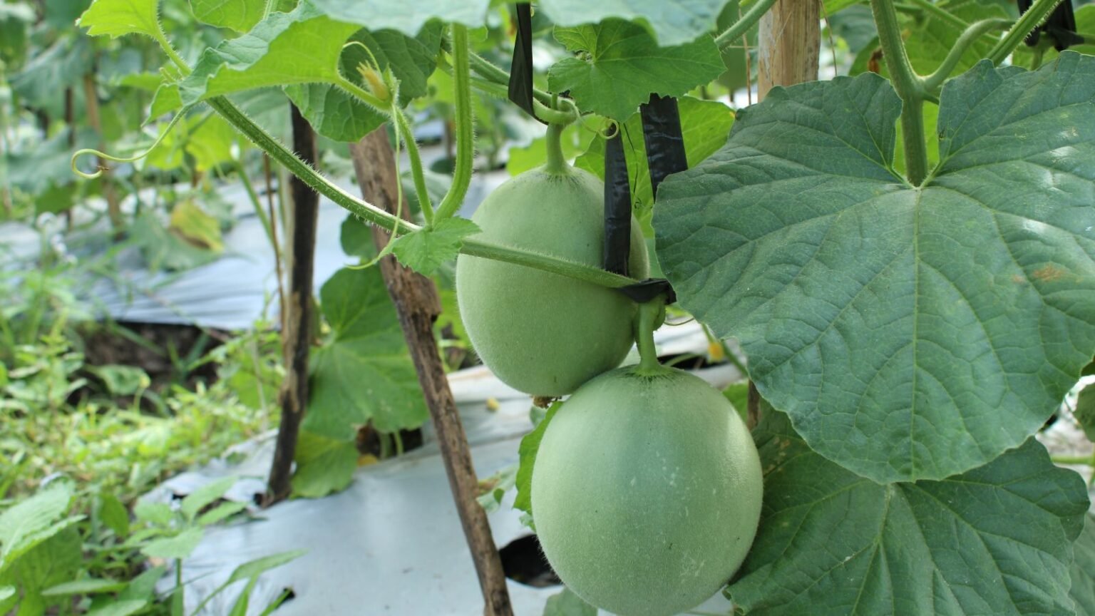 7 Ideas for Growing Melons on a Trellis