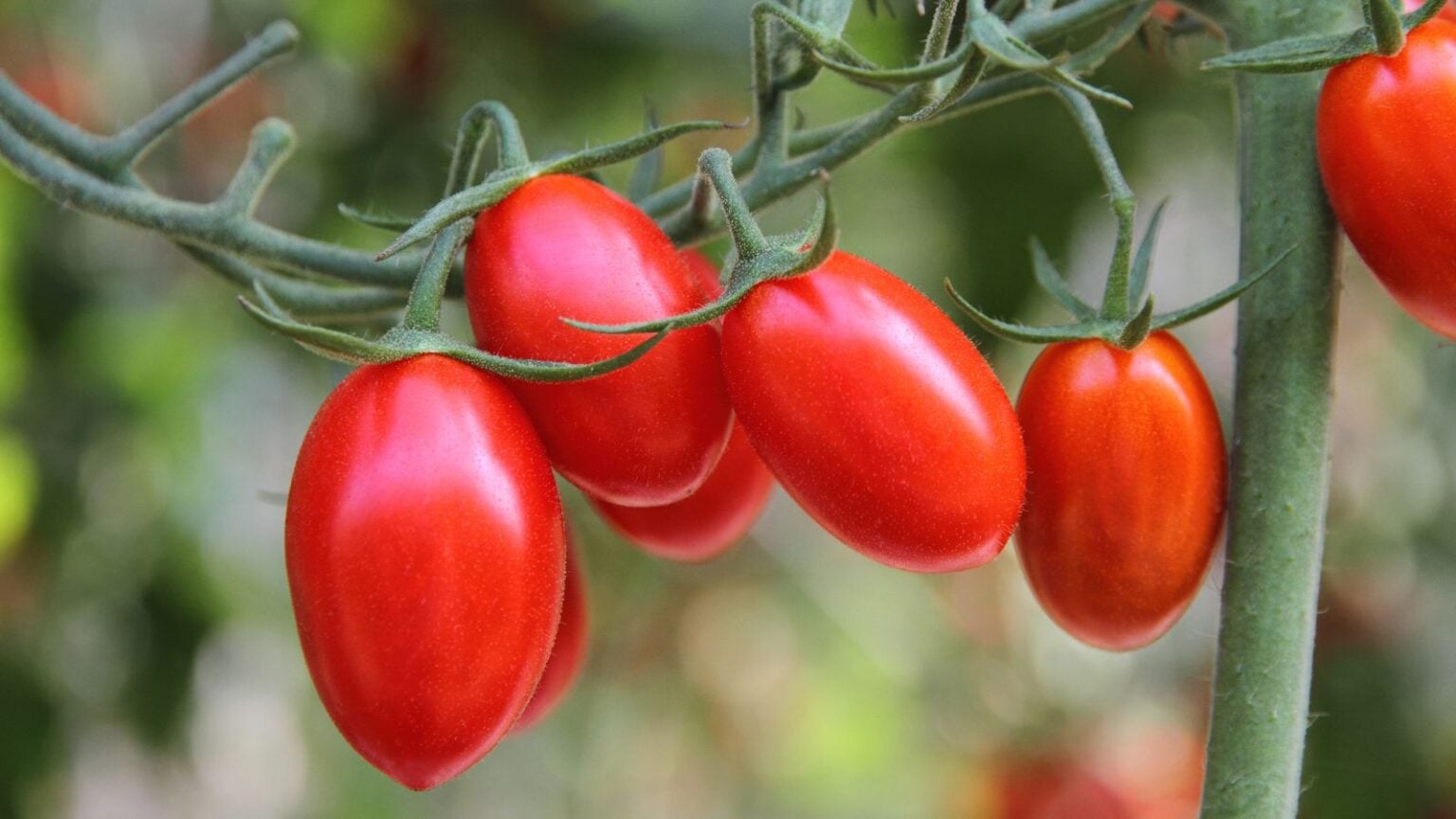 17 Shade-Friendly Tomato Varieties For Gardens With Less Sun