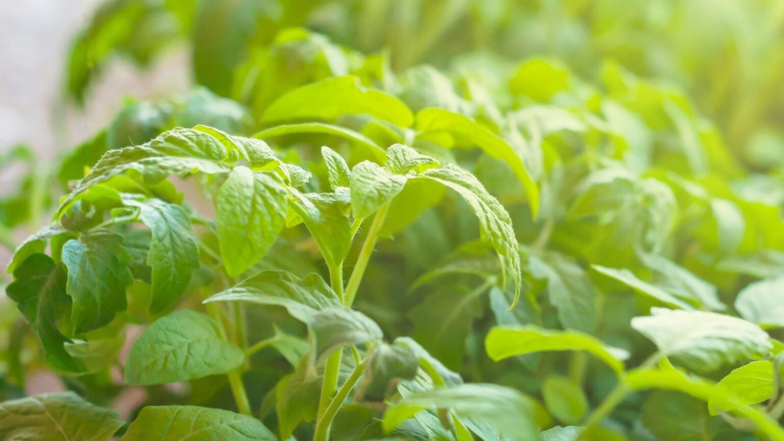 7 Causes of Tall, Spindly Tomato Plants