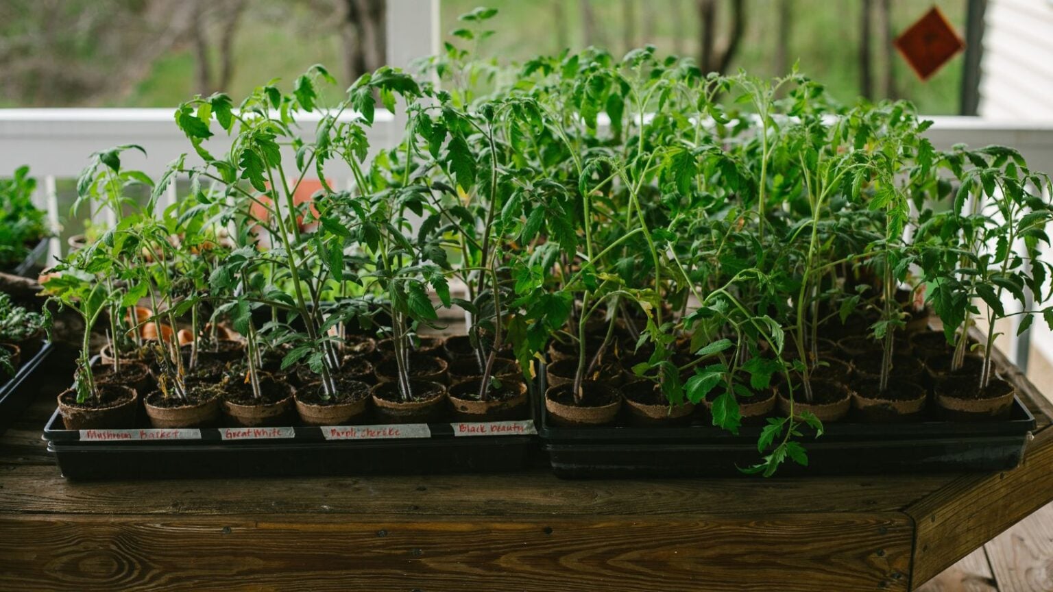 7 Causes of Tall, Spindly Tomato Plants