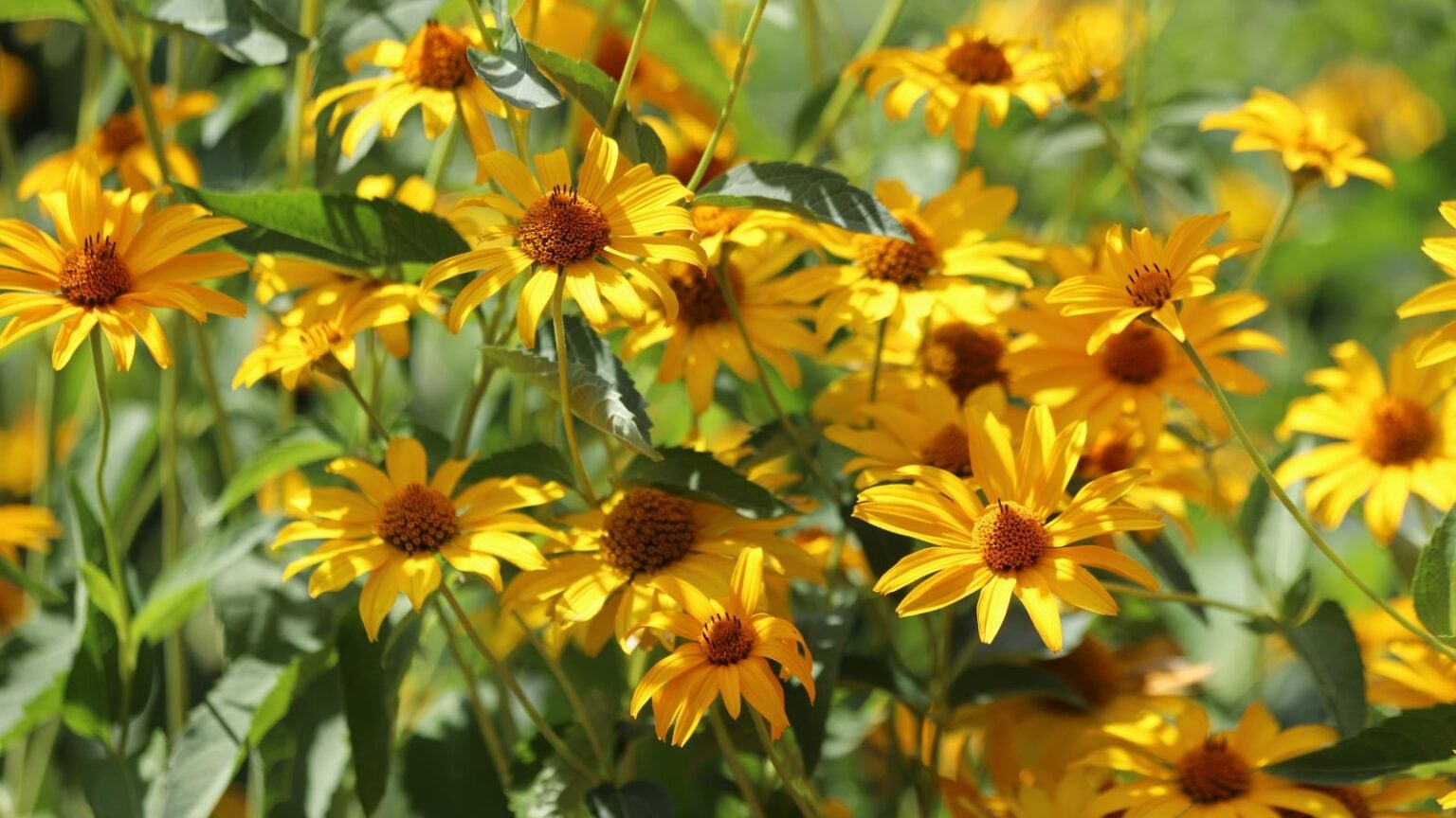 How to Plant, Grow, and Care For ‘Tuscan Sun’ Heliopsis