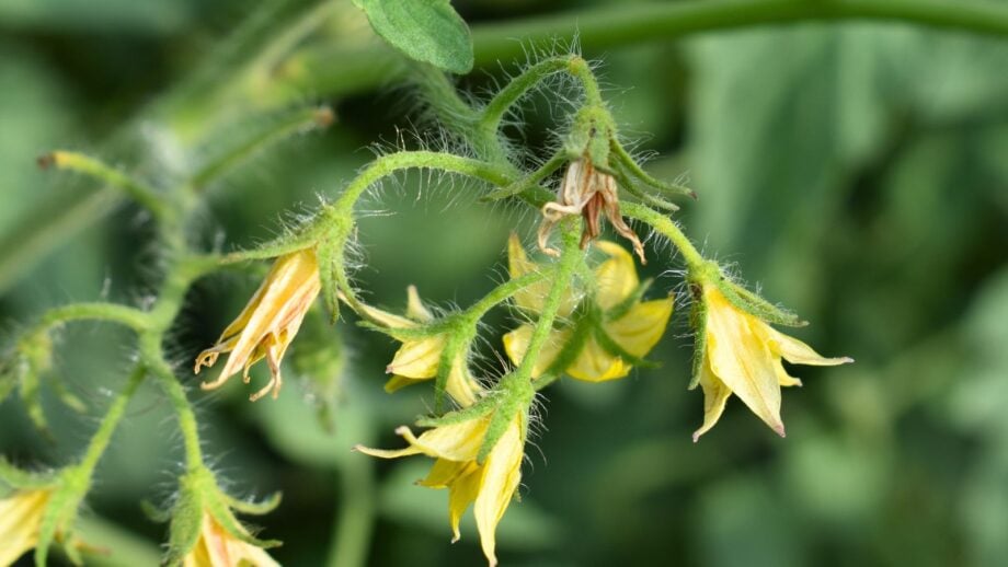 Tomato Blossom Drop: Causes and How to Fix It
