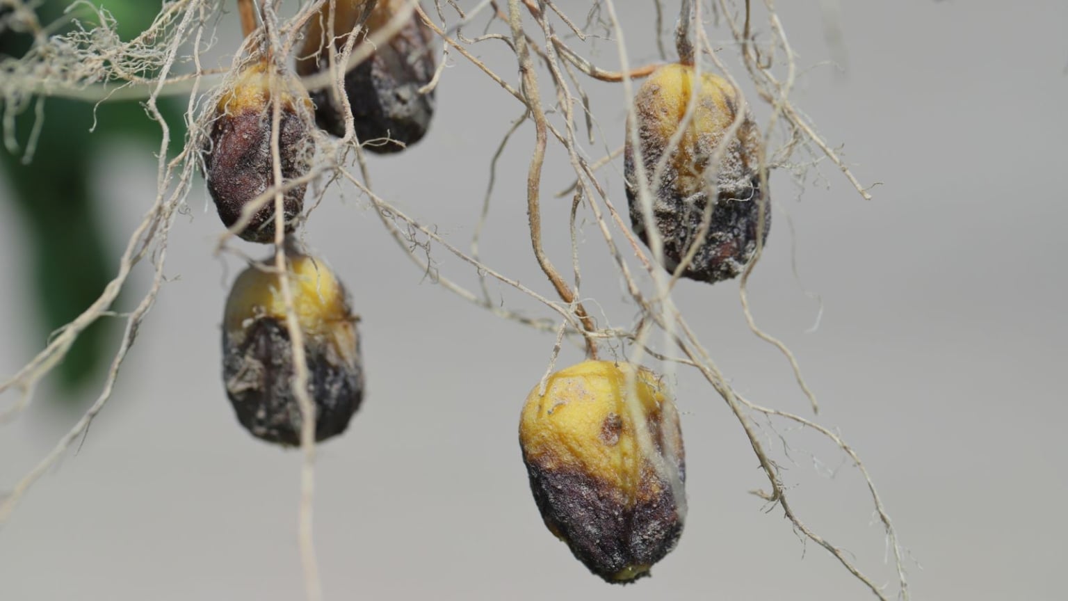 What's Wrong With My Potato Plant?: 9 Problems and Solutions