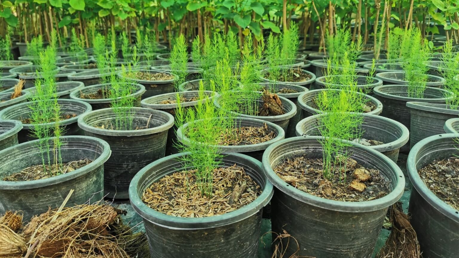 How to Grow Dill in Pots and Containers