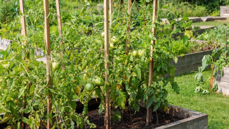 9 Ways to Grow Tomatoes Vertically: DIY Solutions