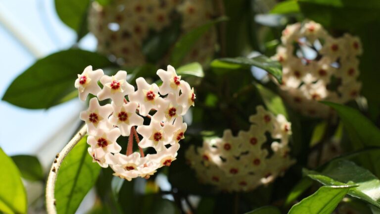 How to Get Your Hoya Plant to Bloom: Wax Plant Tips