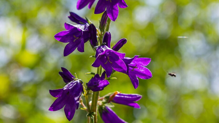 How to Plant, Grow, and Care for Campanula (Bellflowers)