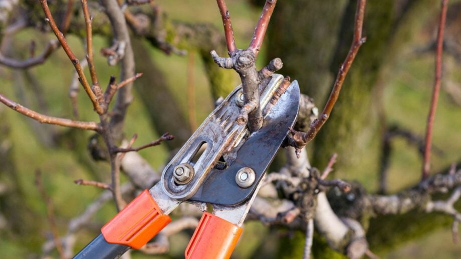 How to Thin Peach Trees in 7 Easy Steps - Epic Gardening