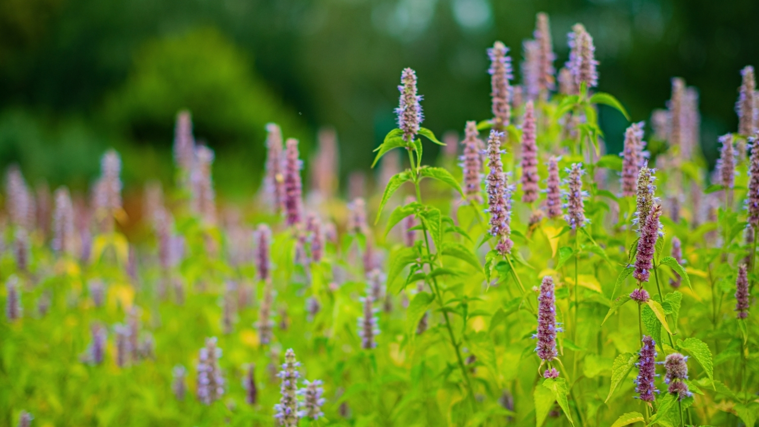 17 Native Plants for Pollinators in Midwest Gardens
