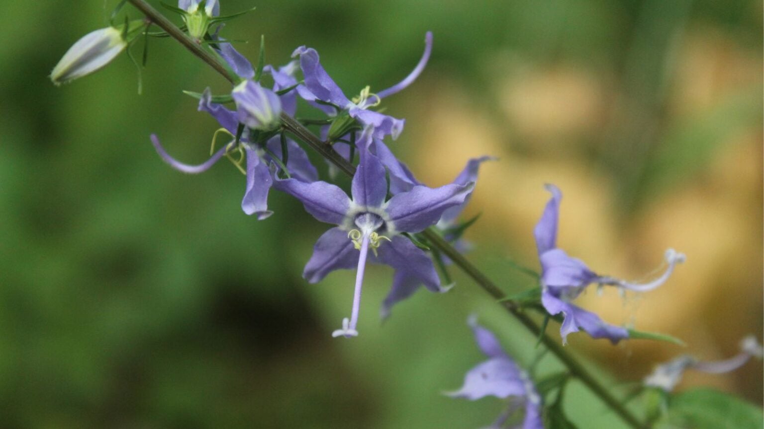 How to Plant, Grow, and Care for Campanula (Bellflowers)