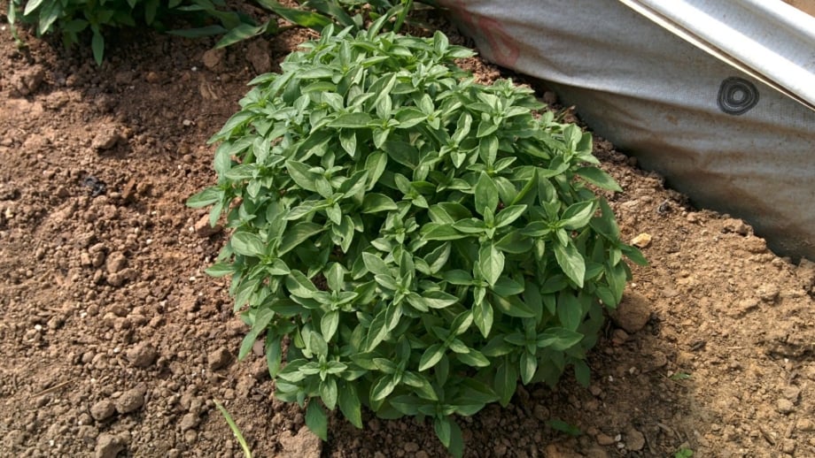 How to Plant, Grow, and Care For ‘Spicy Globe’ Basil