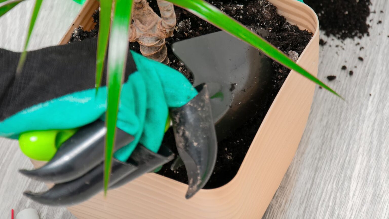How to Plant, Grow, and Care For Bamboo Palms Indoors