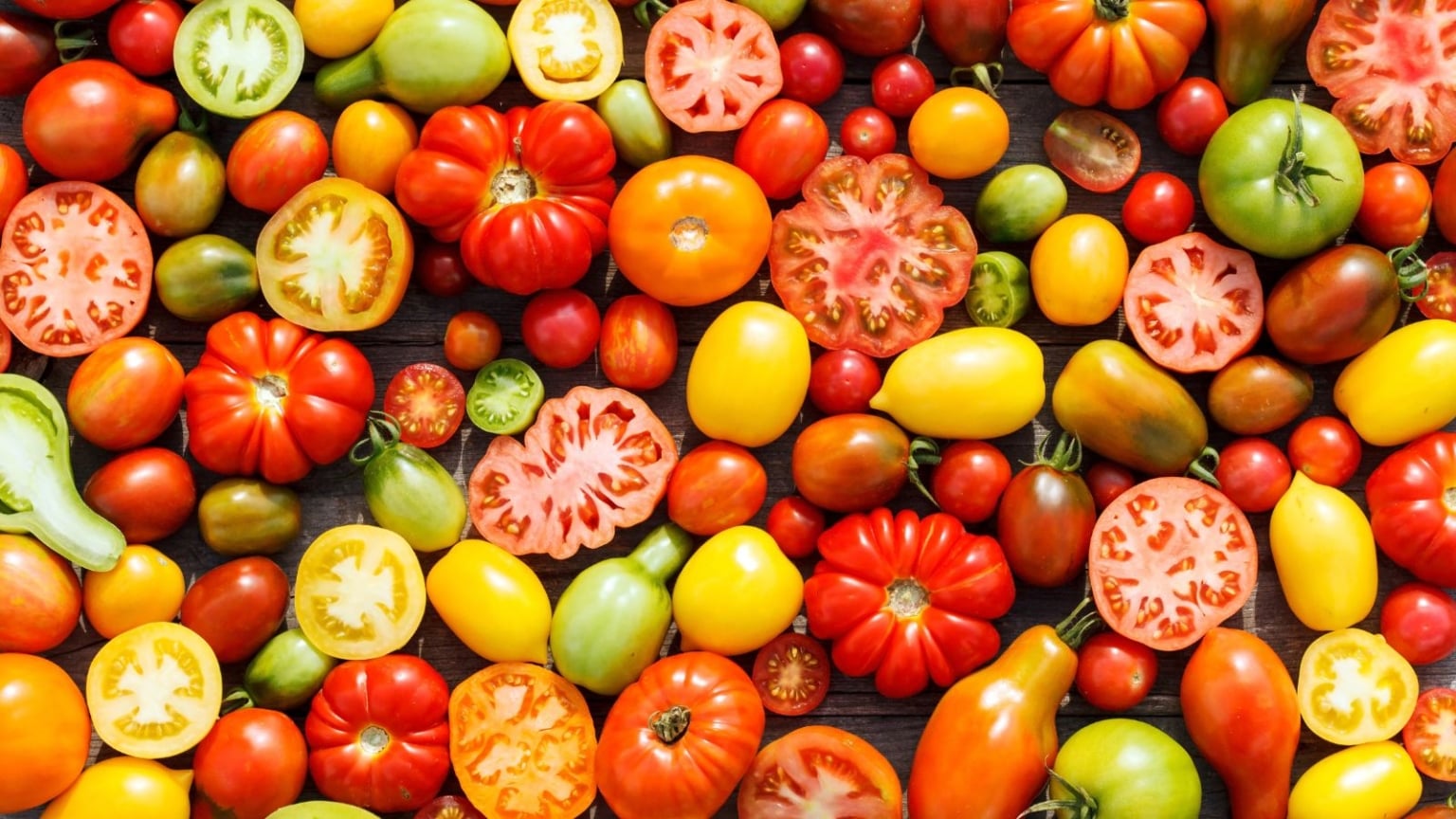 15 Essential Slicer Tomato Varieties to Grow This Season