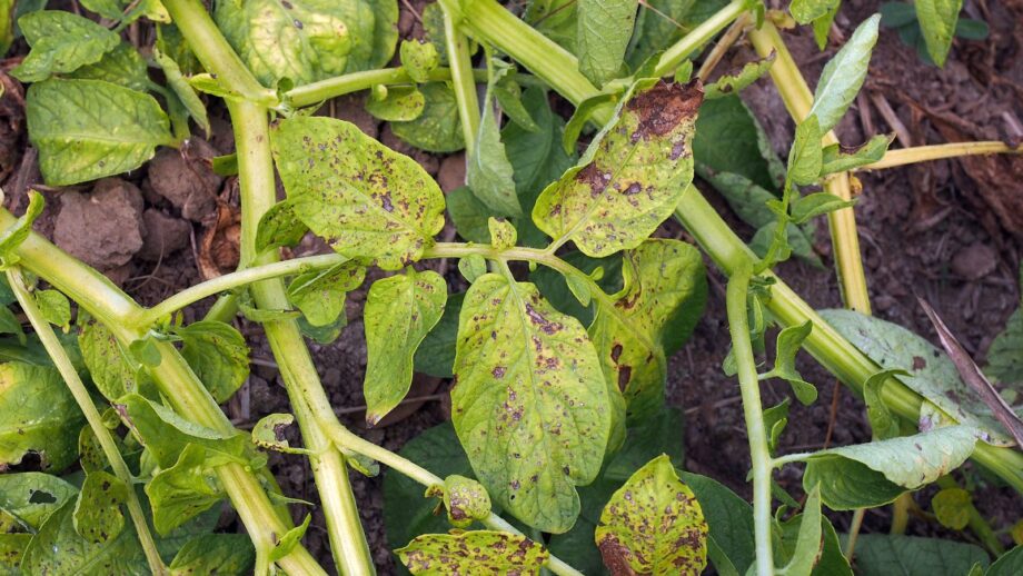 How to Identify and Control Blight On Plants