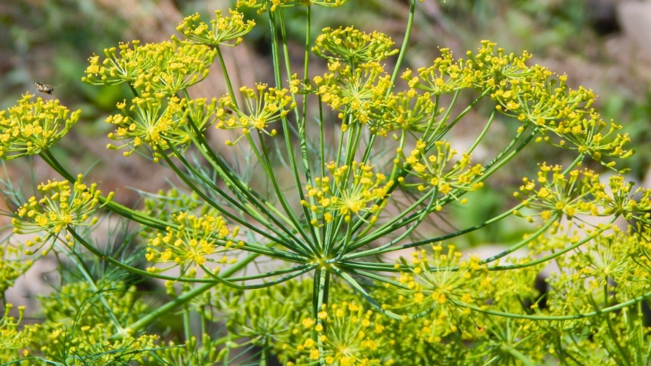 11 Underrated Butterfly Host Plants You Can Grow
