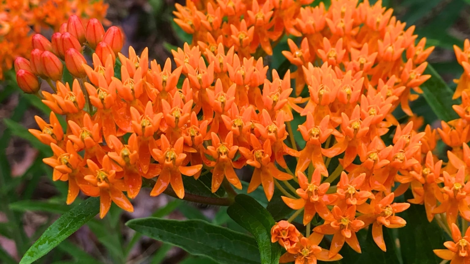 17 Native Plants for Pollinators in Midwest Gardens